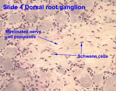 Microscope Nervous Tissue Labeled Micropedia Tiny Microscopes Reveal